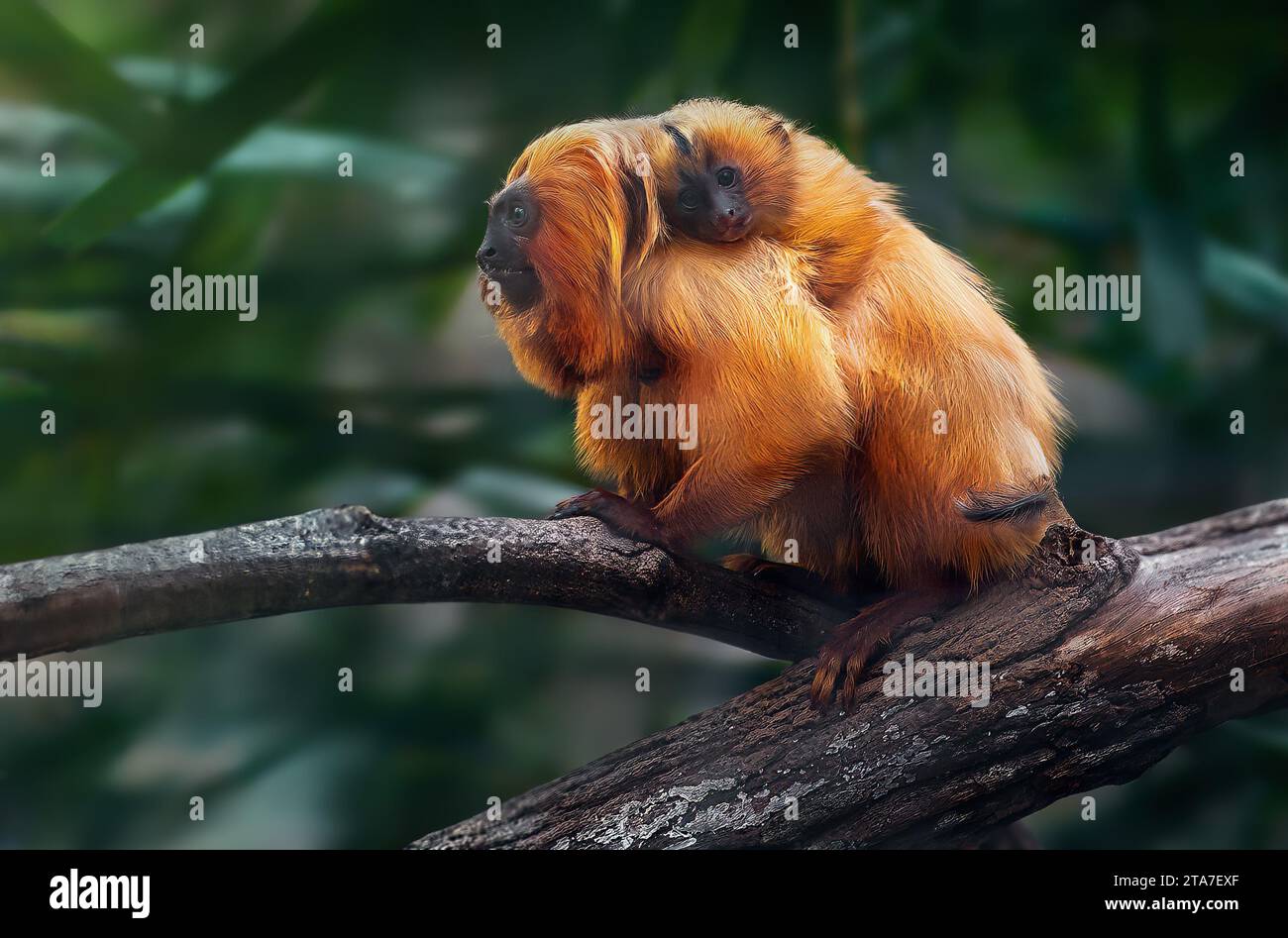 Mother carrying Baby Golden Lion Tamarin on the back (Leontopithecus ...