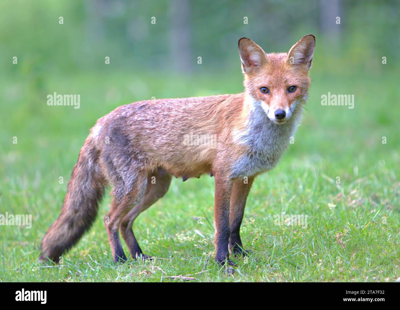 Wild rural European red fox in profile Stock Photo - Alamy