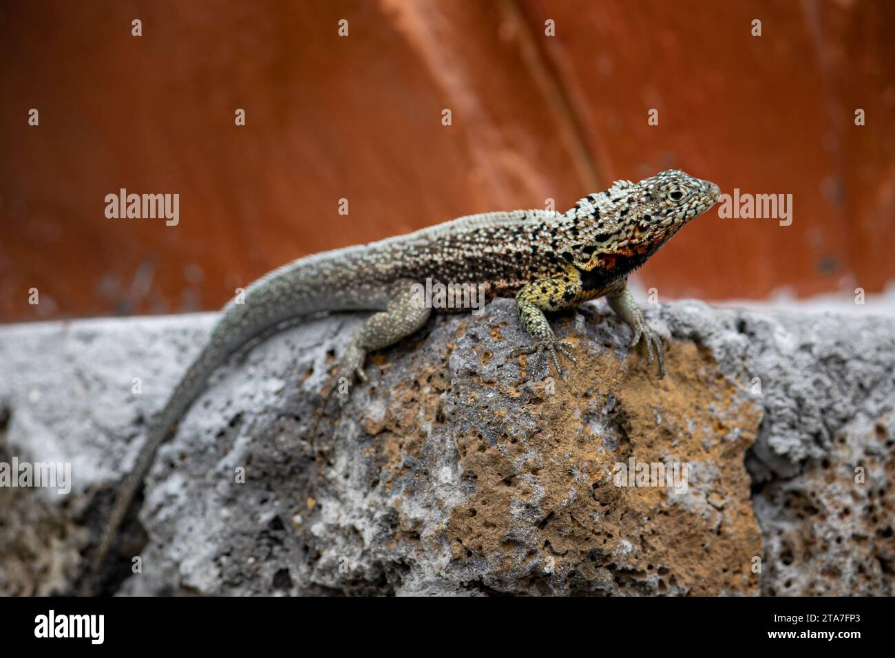Rock face gecko hi-res stock photography and images - Alamy