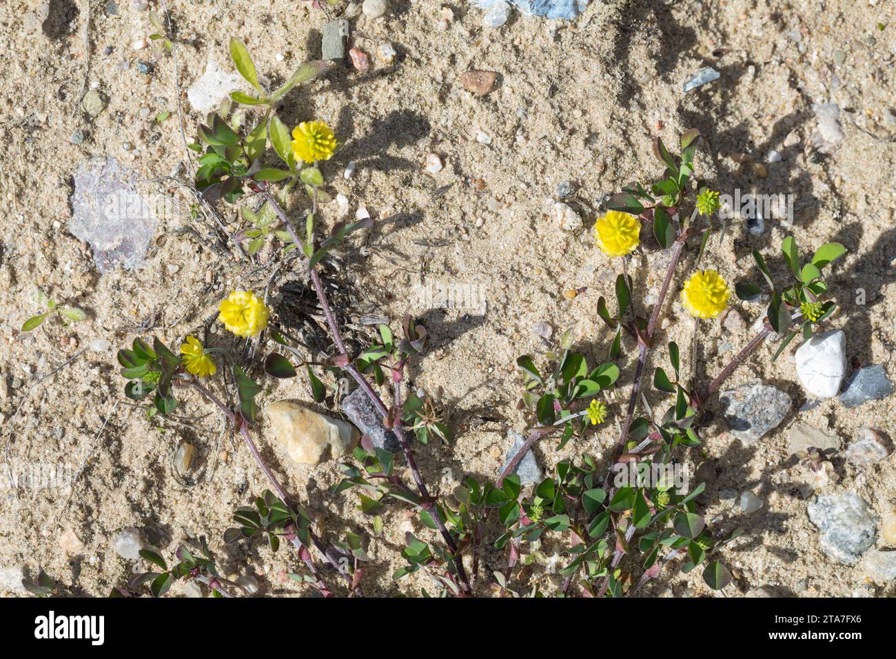 Trefoil clover hi-res stock photography and images - Alamy