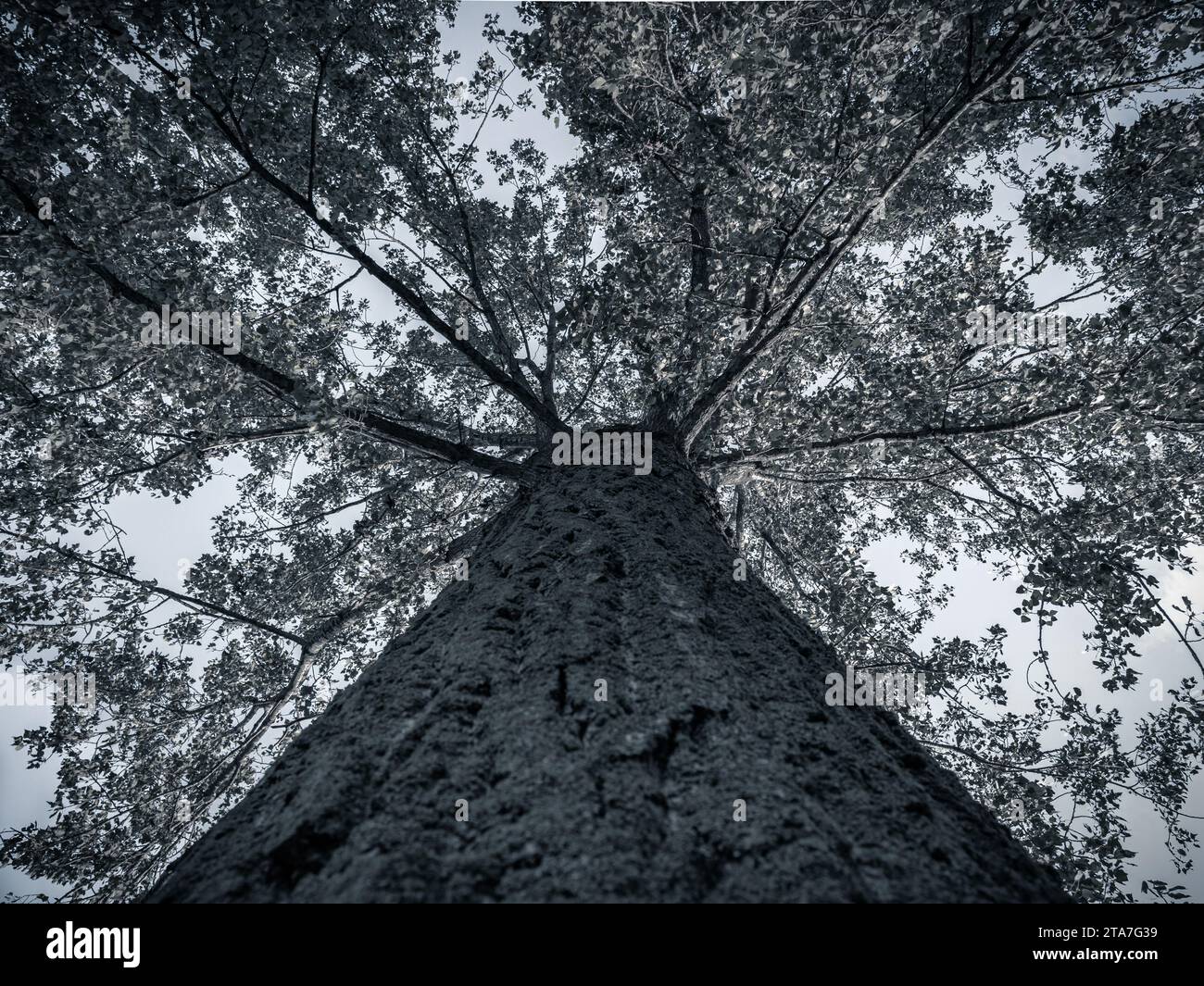 tree from underneath Stock Photo - Alamy