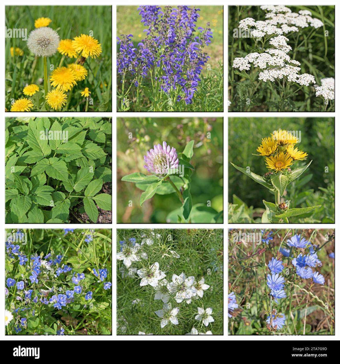 Wild plants in bloom Cut Out Stock Images & Pictures - Alamy