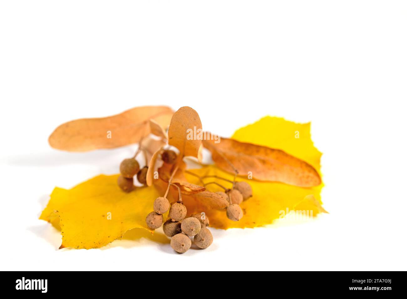 Dried lime tree seed against white background Stock Photo - Alamy