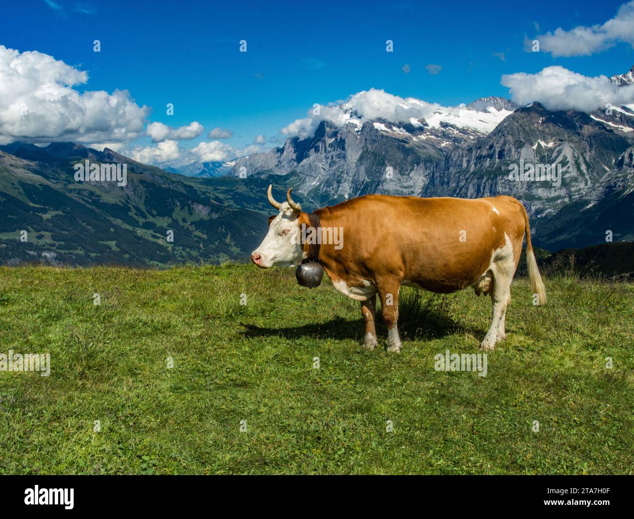 Cow in Jungfrau region of Swiss Alps of Switzerland Stock Photo - Alamy