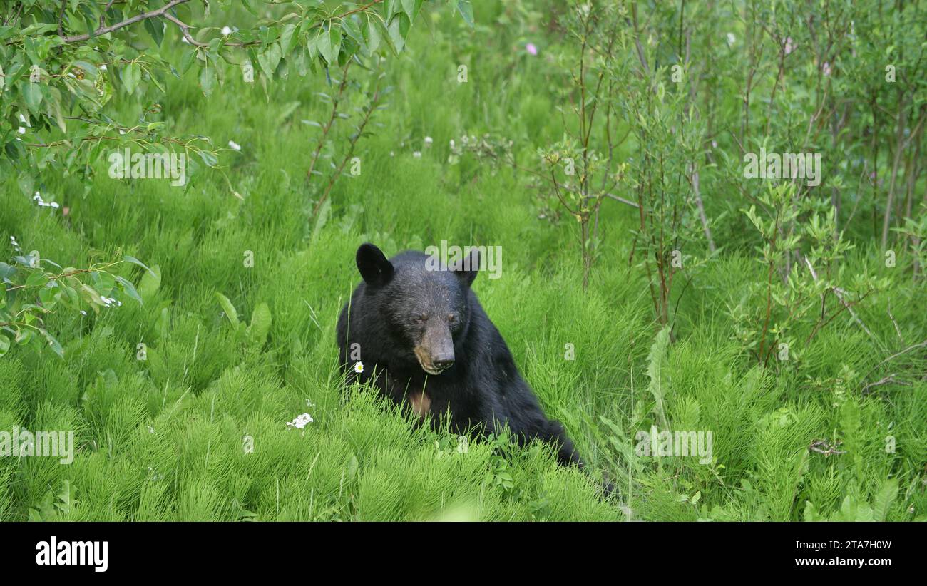 Black Bear eating Stock Photo - Alamy