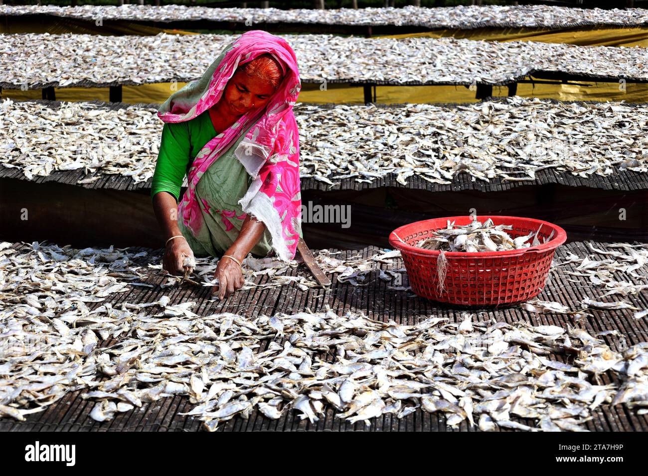 Chittagong, Bakalia, Bangladesh. 29th Nov, 2023. Hundreds of dryfish ...