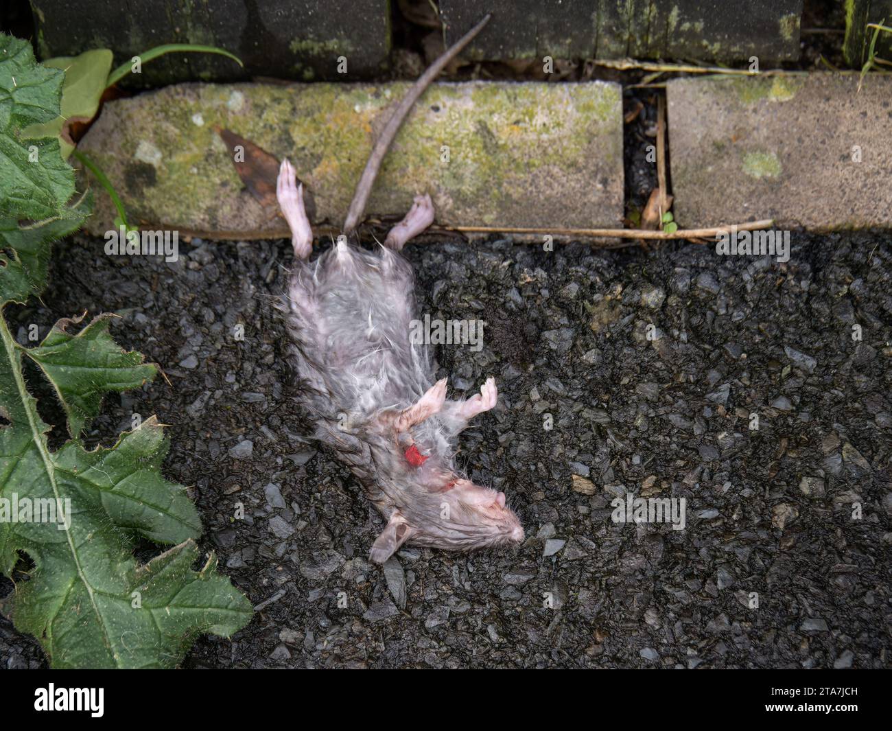 Dead rat on urban pavement Stock Photo - Alamy