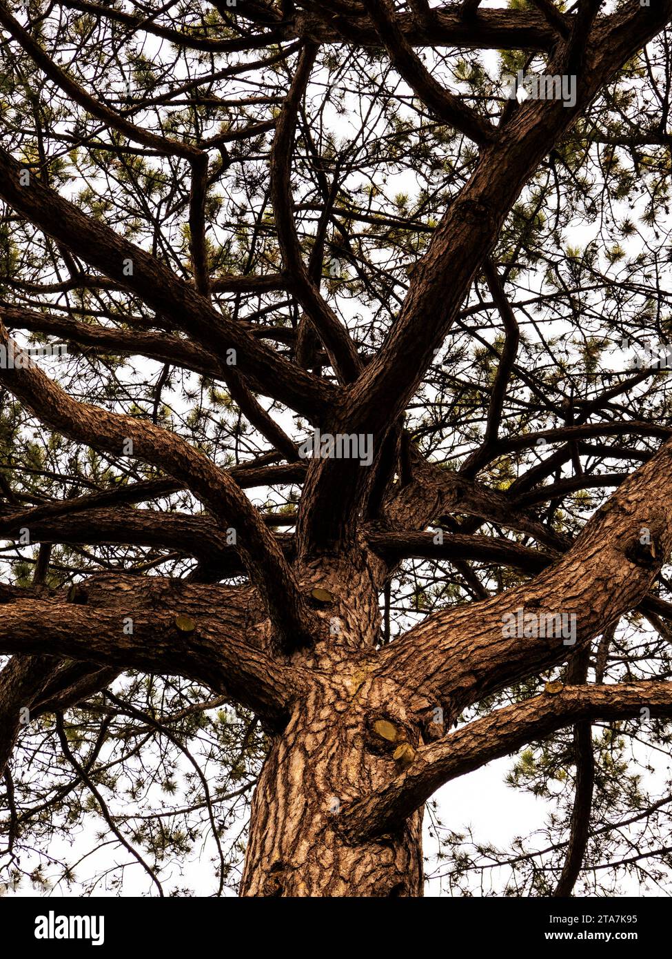 Evergreen Tree, Wallingford castle Gardens, Wallingford, Oxfordshire ...