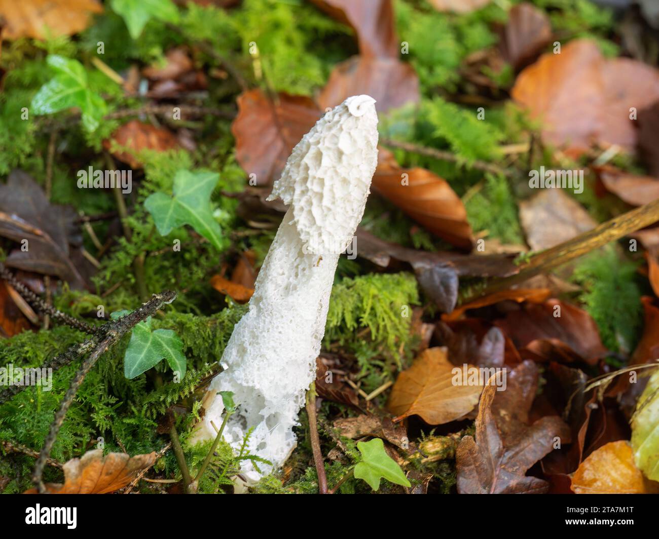 Stinkhorn mushroom, fungus aka Phallus impudicus Stock Photo - Alamy