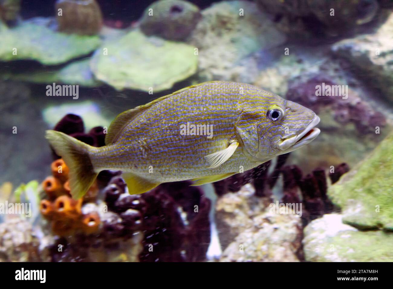 Close-up of a tropical fish swimming in a tank at the New England ...
