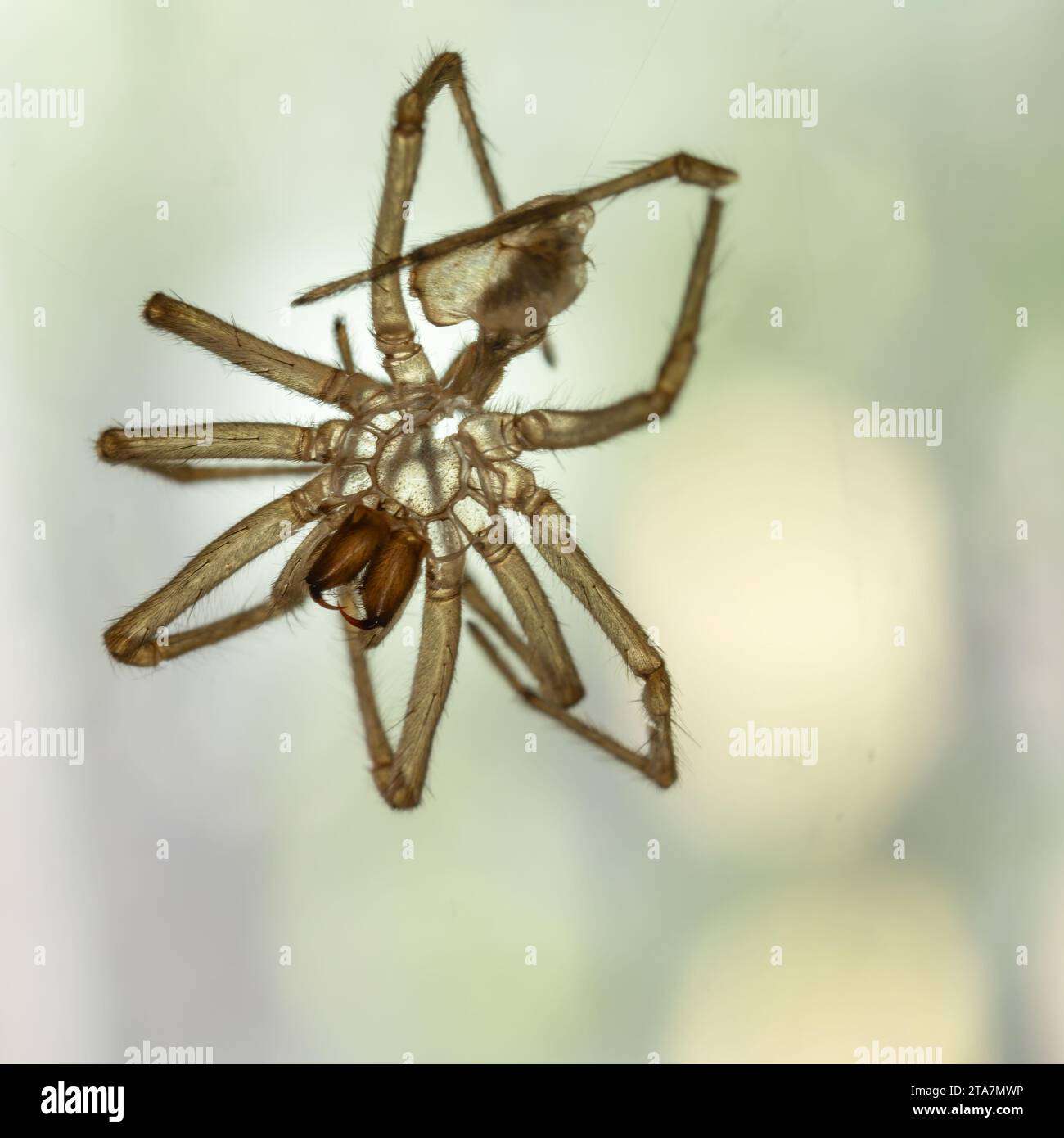 Moulted exoskeleton of a spider. Backlit in window Stock Photo - Alamy