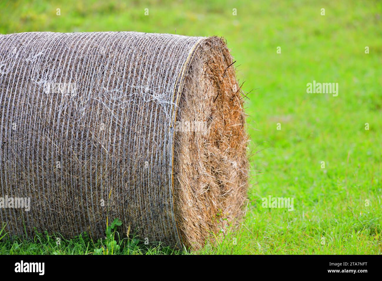 A close-up detail of a hay bale on a meadow in summer for feeding farm ...