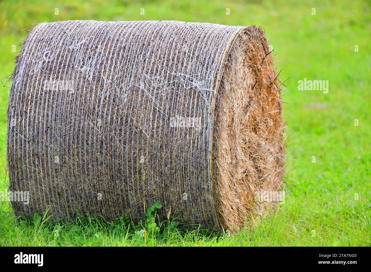A close-up detail of a hay bale on a meadow in summer for feeding farm ...