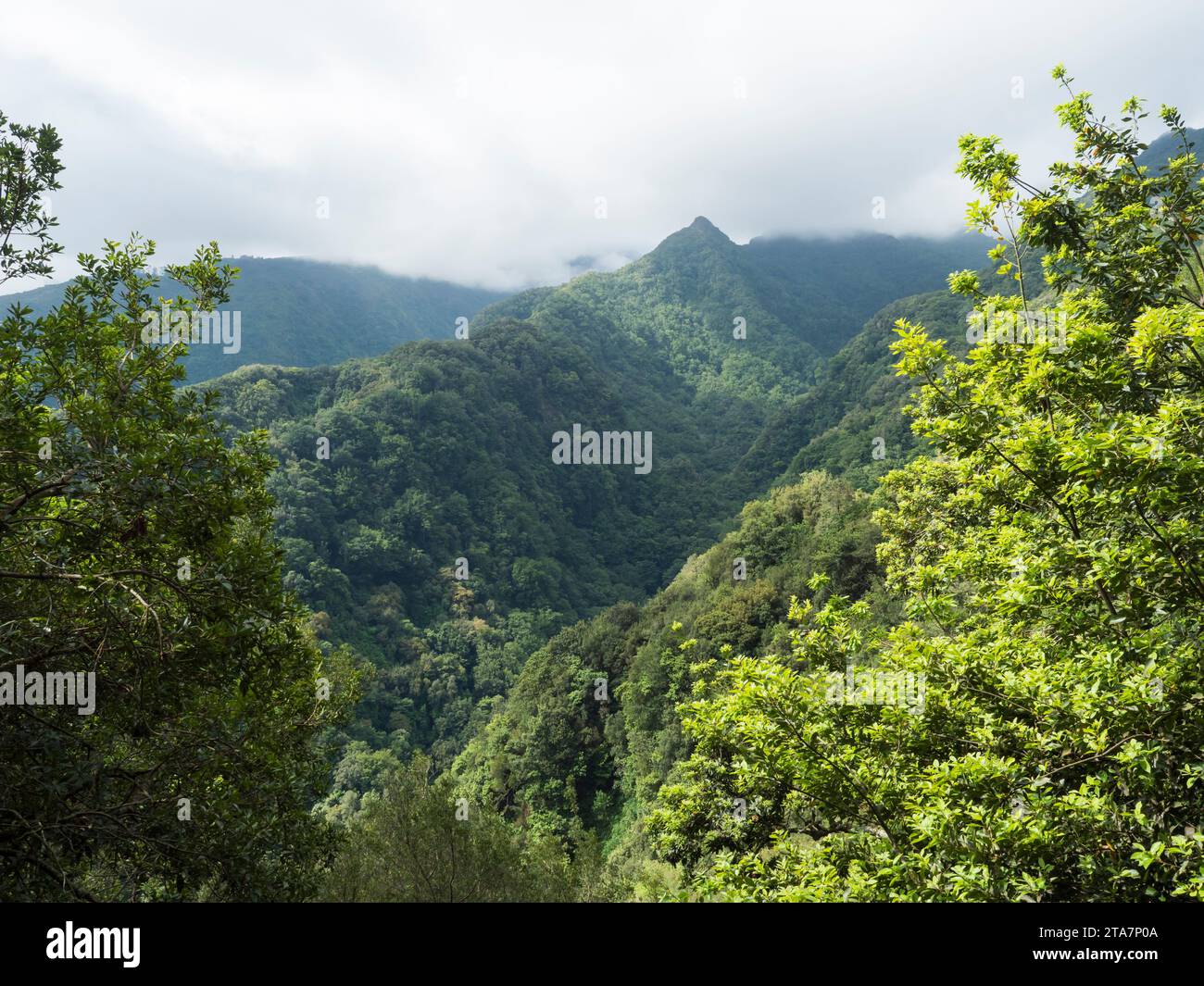 View of valley with green mountains and tropical plants from Levada Do ...
