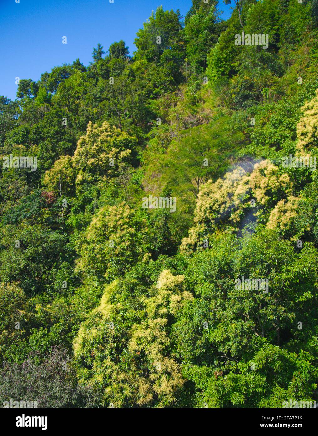 Nepal, Pokhara, Sarangkot, forest, trees, flora, vegetation Stock Photo ...