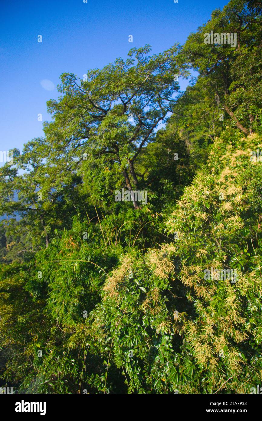 Nepal, Pokhara, Sarangkot, forest, trees, flora, vegetation Stock Photo ...