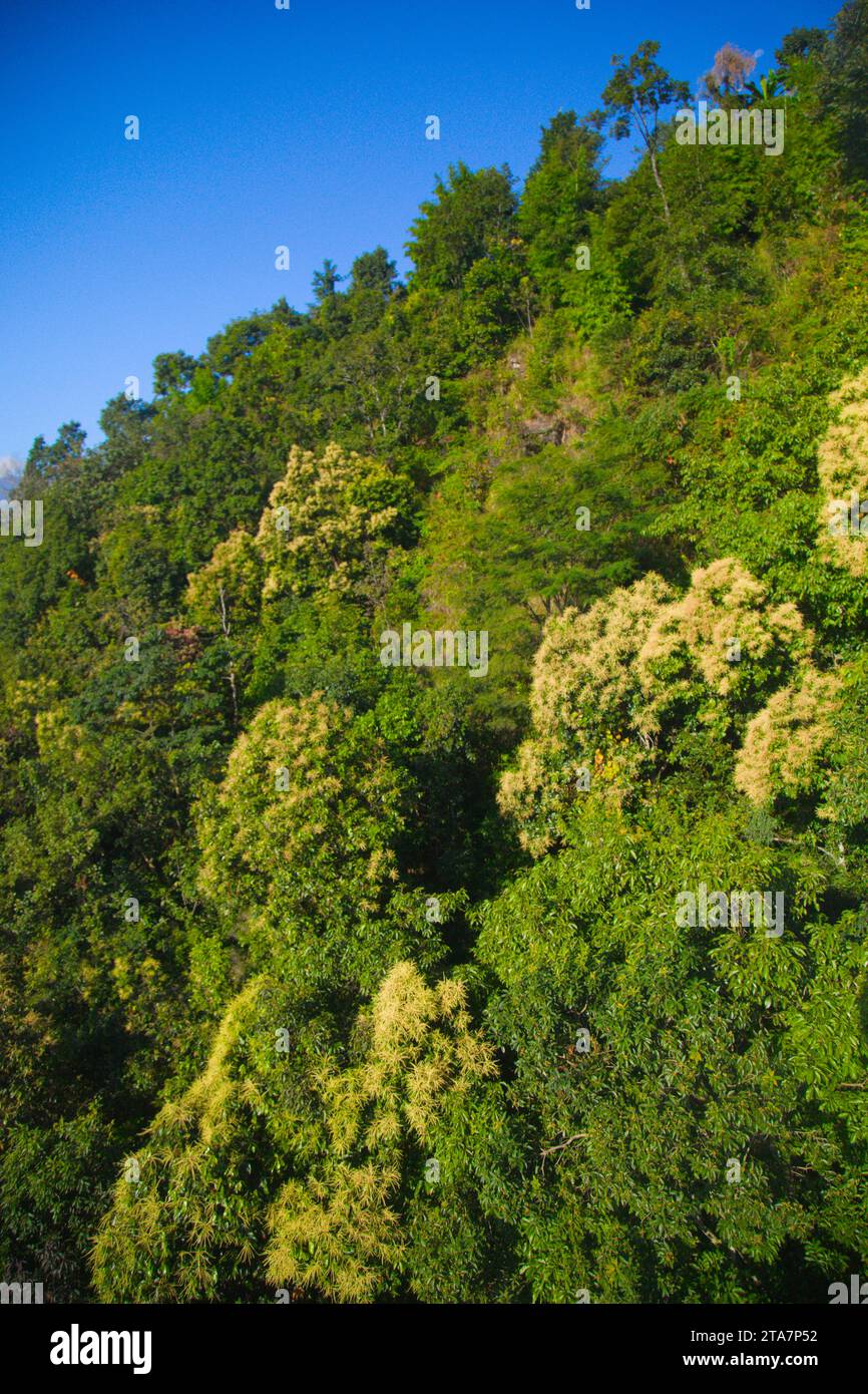 Nepal, Pokhara, Sarangkot, forest, trees, flora, vegetation Stock Photo ...