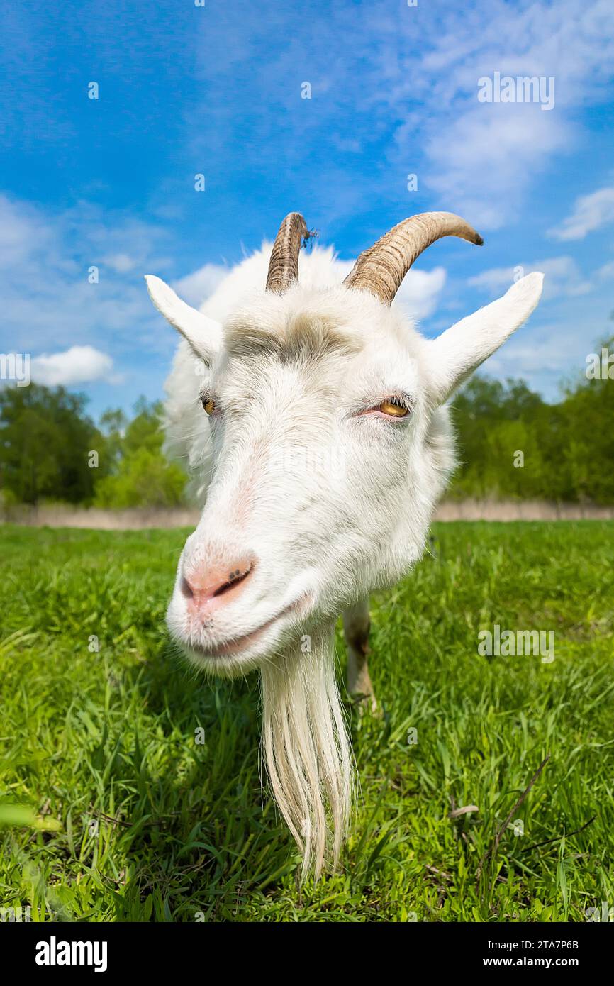 A young goat grazes in a meadow. Little goat portrait. Goat on a ...