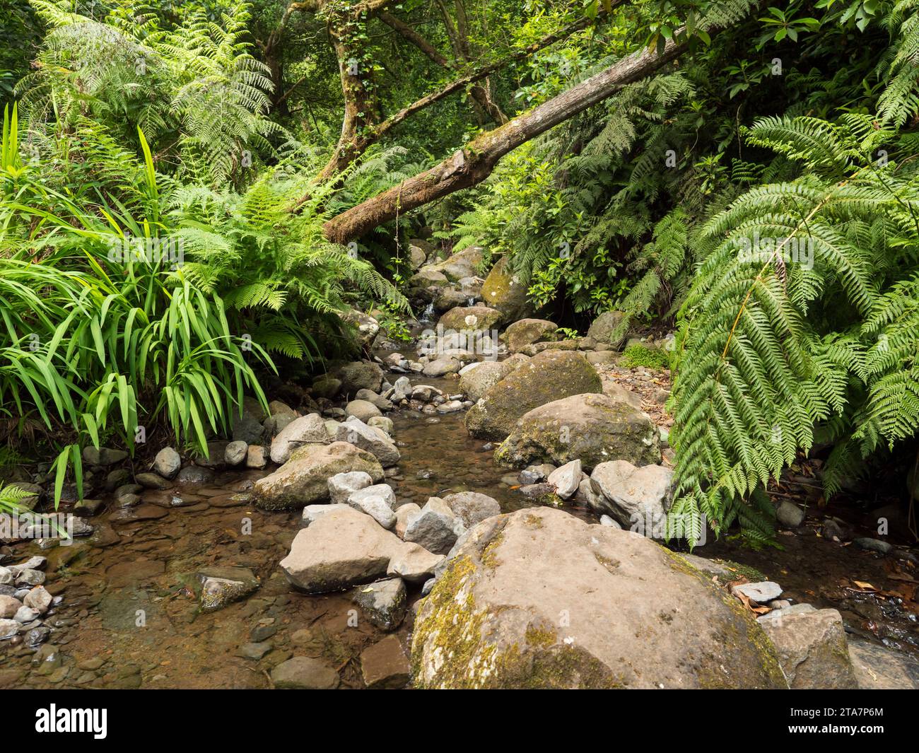 View of small water stream with moss covered stones, fern and tropical ...