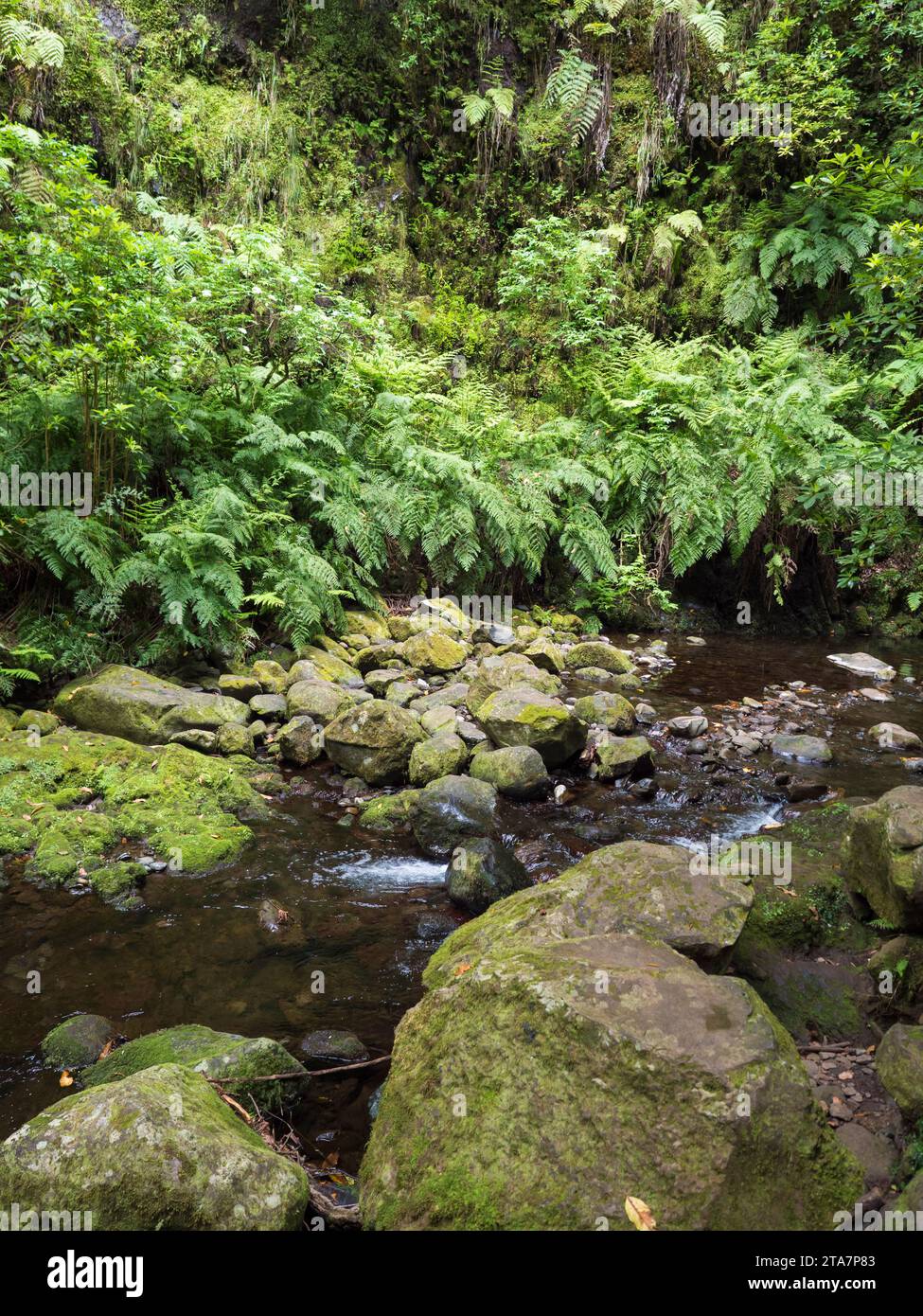 Levada do rei madeira hi-res stock photography and images - Alamy