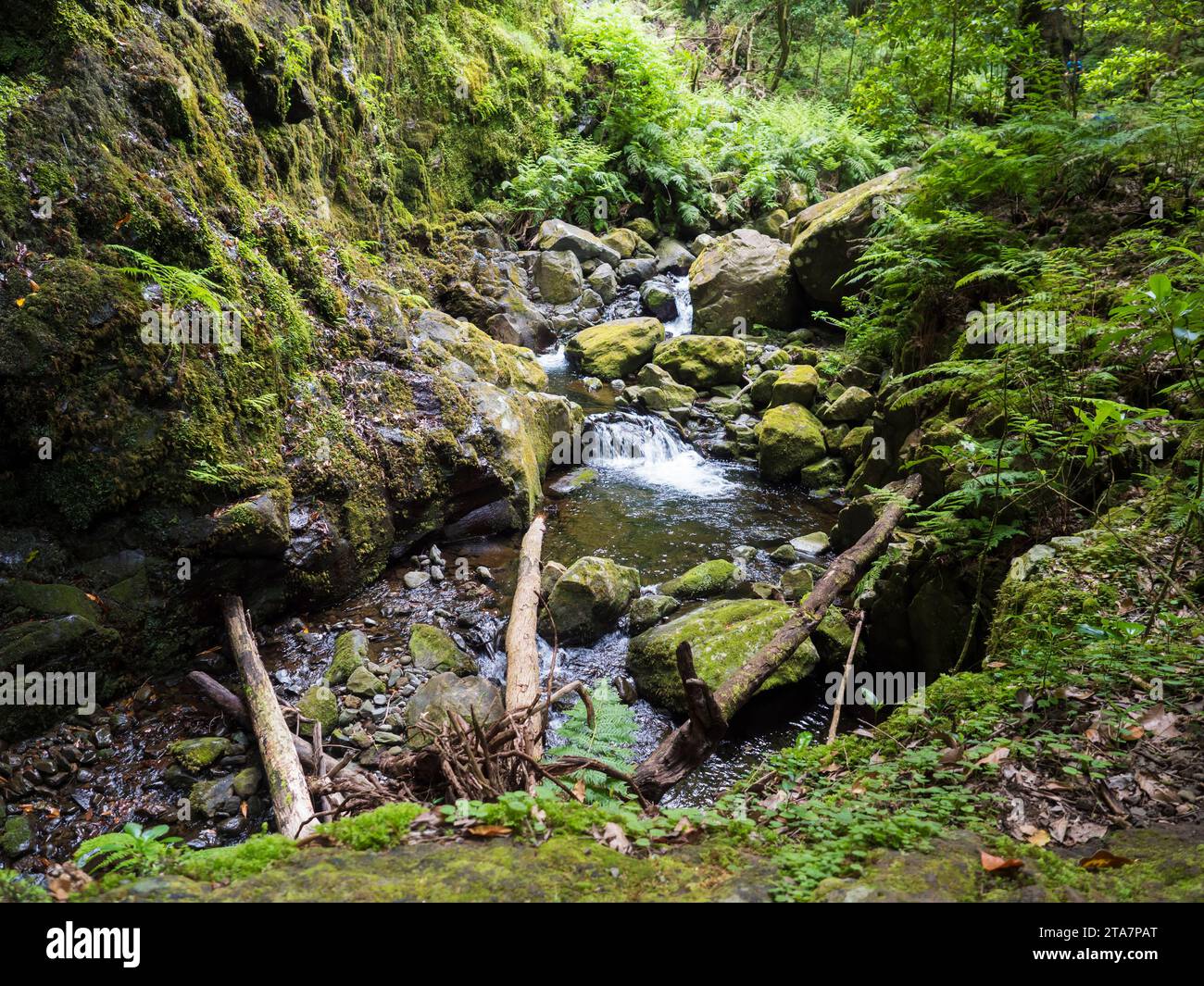 View of small water stream with moss covered stones, fern and tropical ...