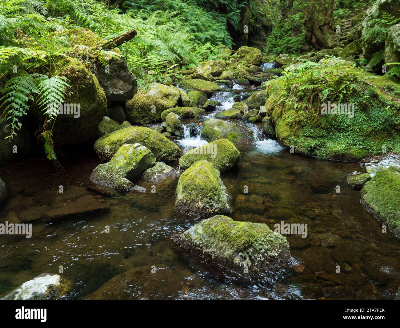 View of small water stream with moss covered stones, fern and tropical ...