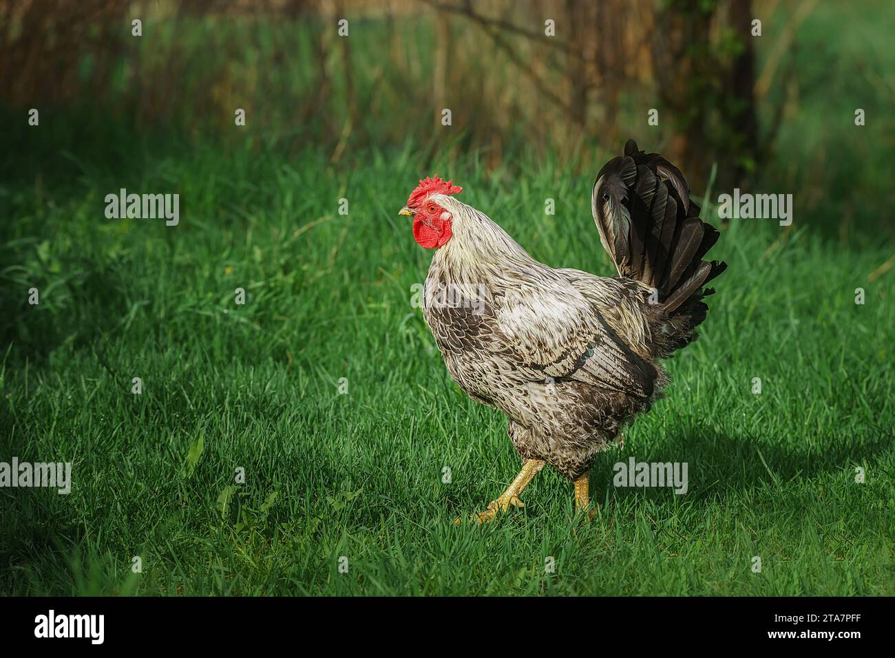 Beautiful Rooster standing on the grass in blurred nature green ...