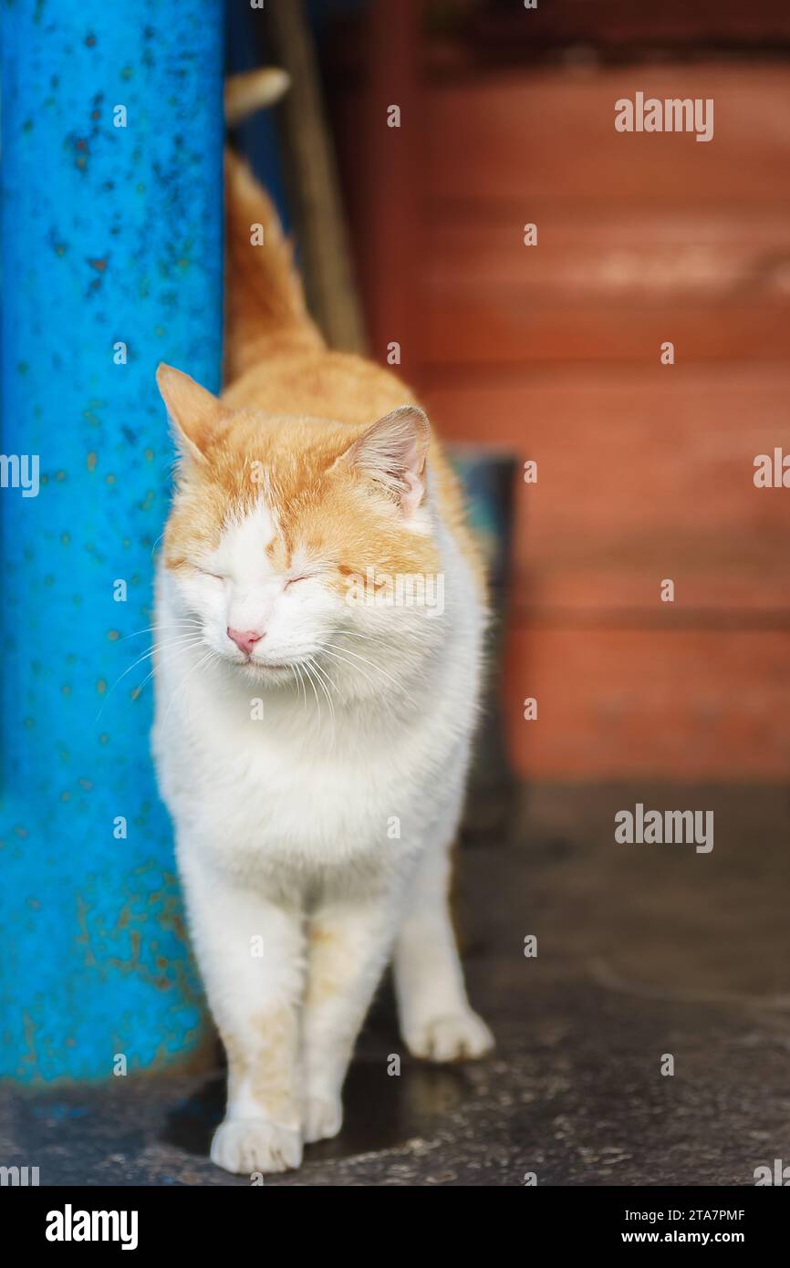 Abandoned street cats, dirty poor homeless cats Stock Photo - Alamy