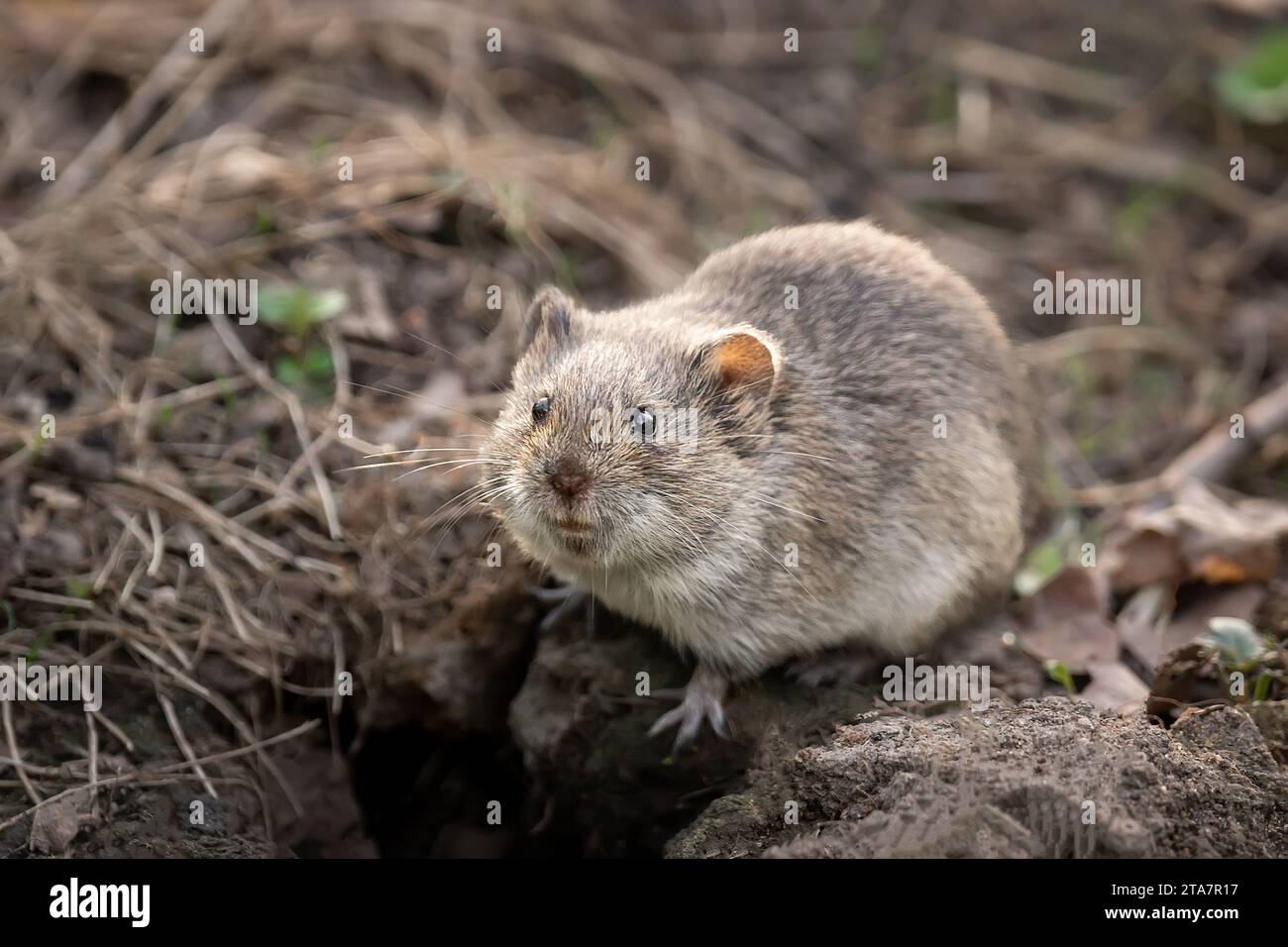 Field vole or short-tailed vole (Microtus agrestis) walking in natural ...