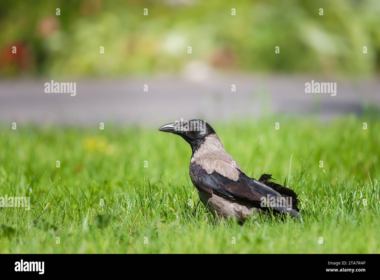 Common hooded crow (Corvus cornix, scald-crow or hoodie). Close up ...