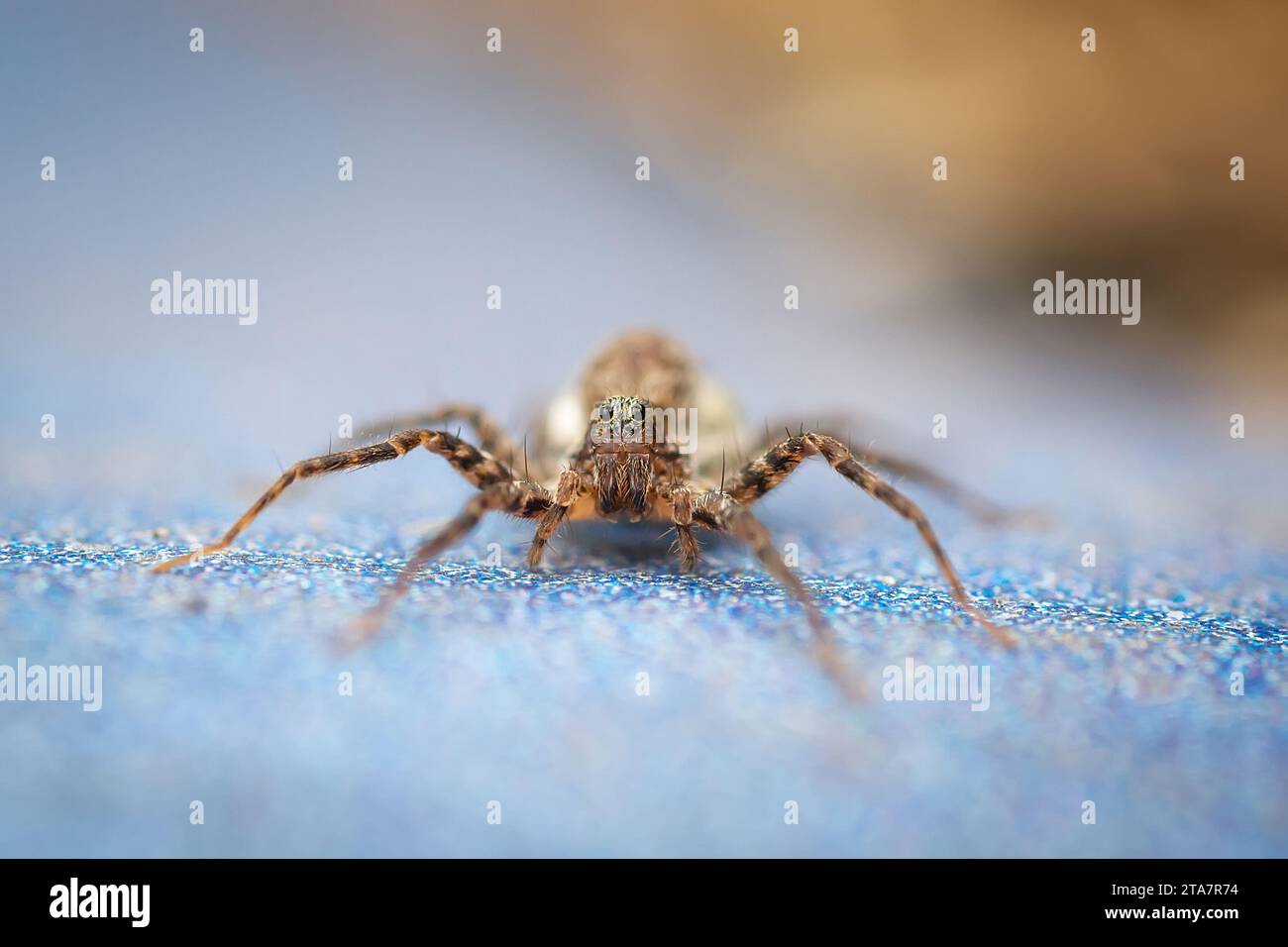 White eyed spider hi-res stock photography and images - Alamy