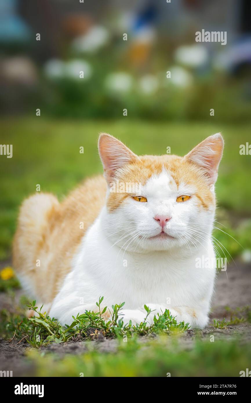 Abandoned street cats, dirty poor homeless cats Stock Photo - Alamy