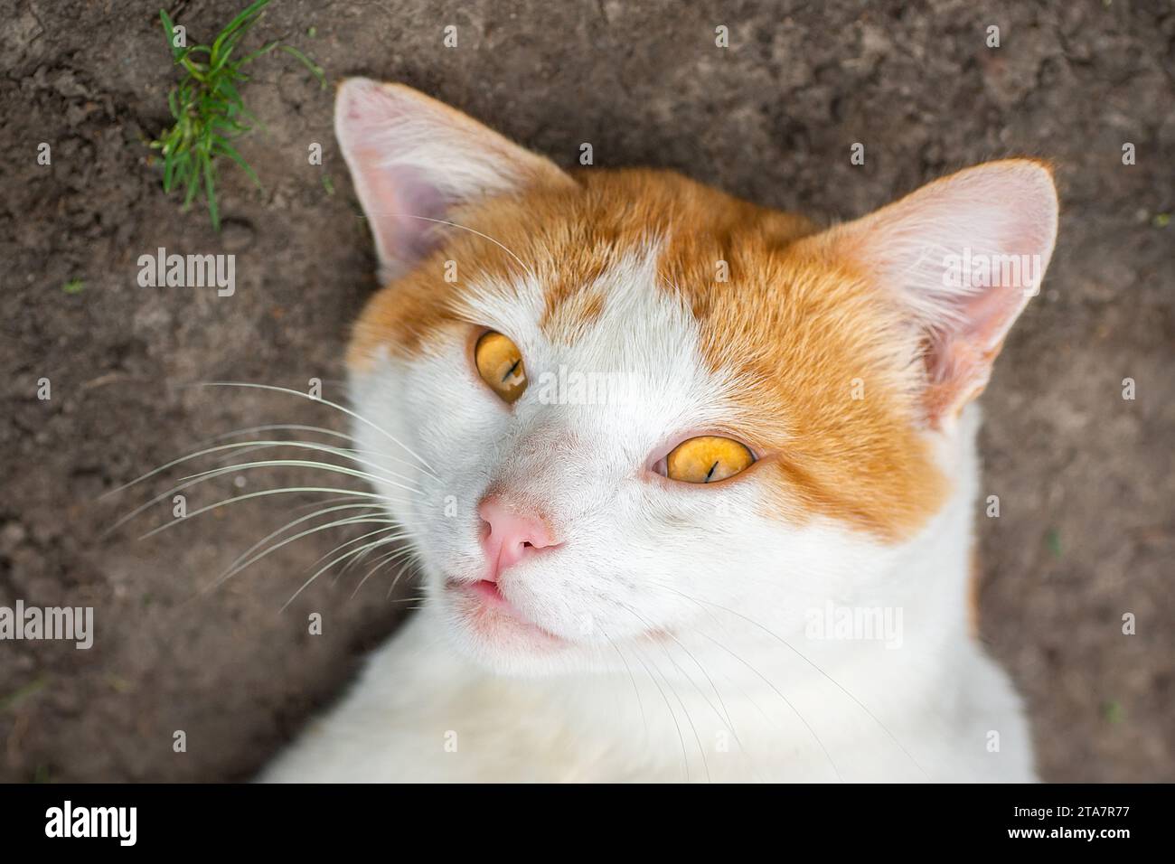 Abandoned street cats, dirty poor homeless cats Stock Photo - Alamy