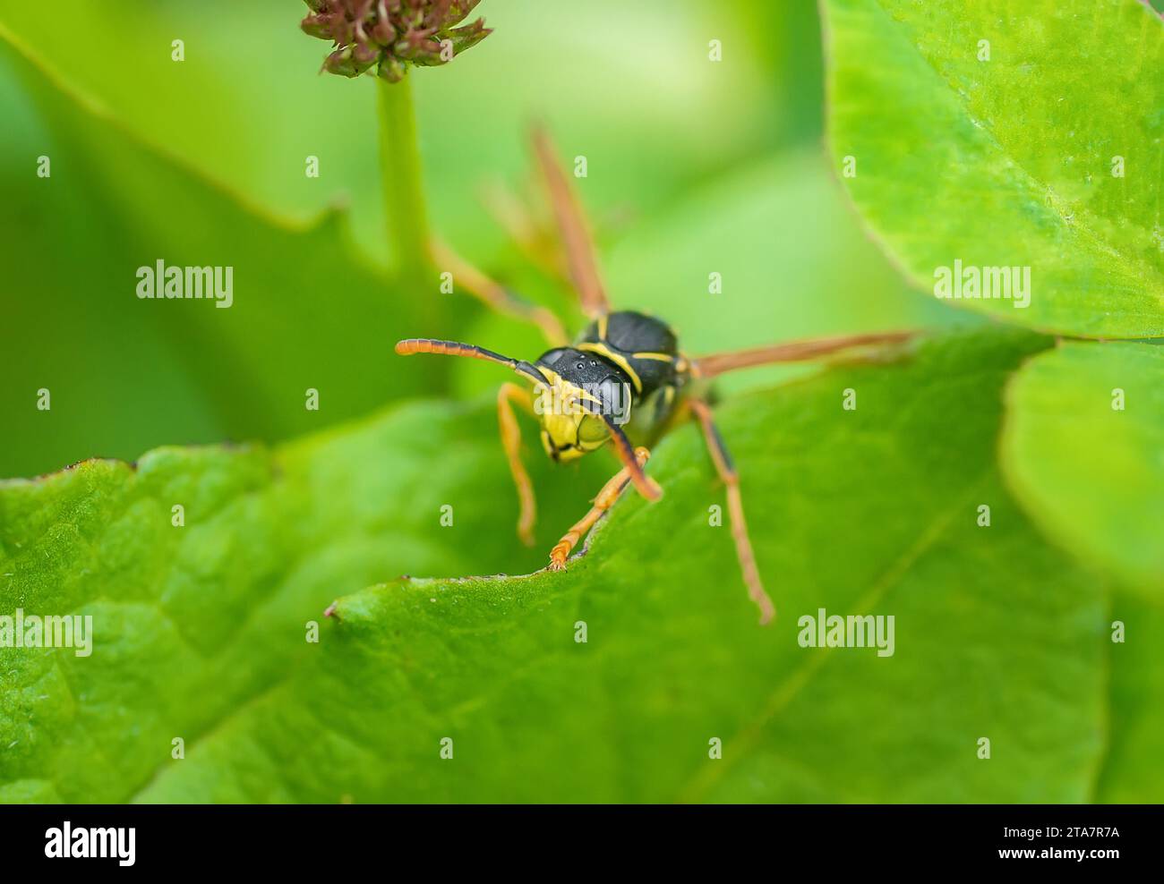 European wasp. Ultra macro photo. Wasp on a green leaf. Parts of the body of a wasp close-up ...