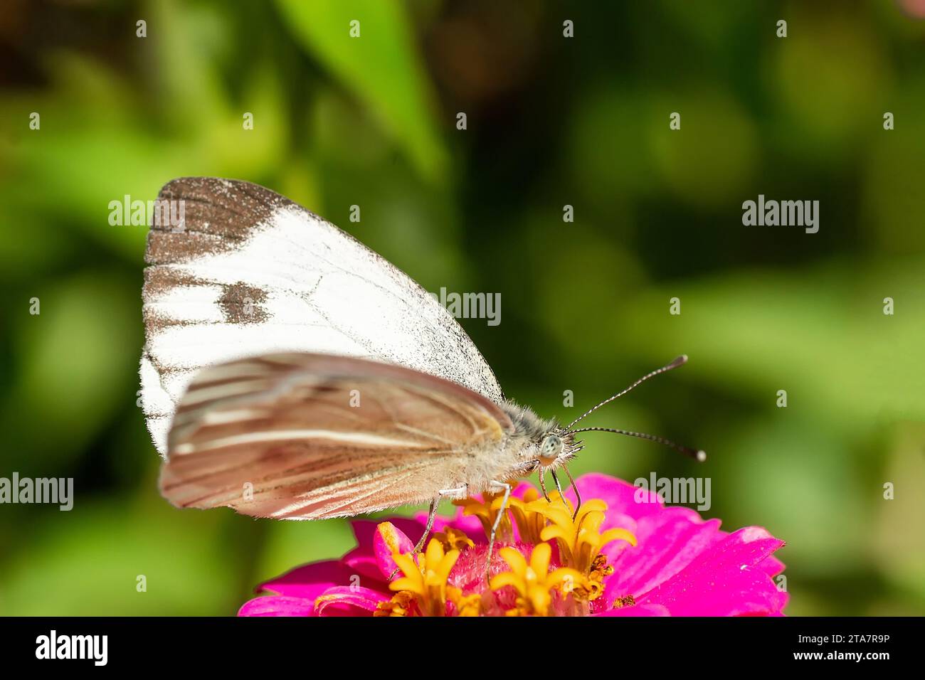 Butterfly, Cabbage White, Pieris rapae, nectaring on blooming purple ...