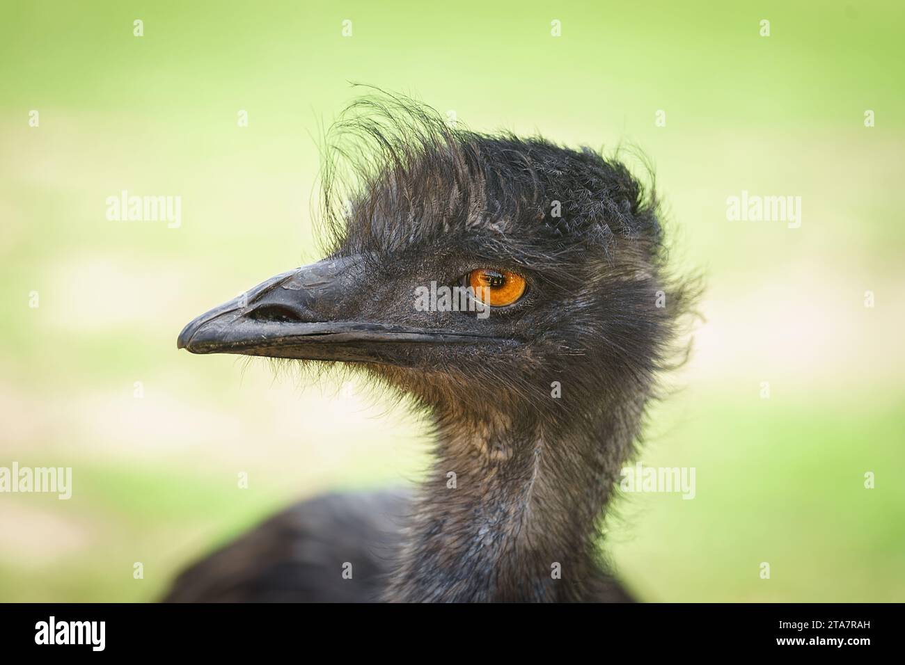 Largest australian endemic bird hi-res stock photography and images - Alamy