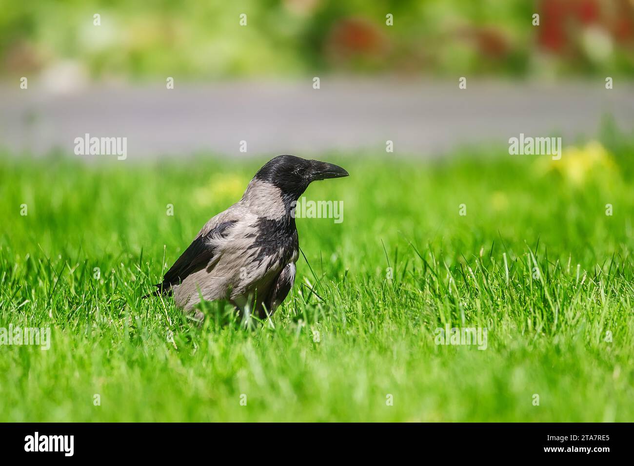 Common hooded crow (Corvus cornix, scald-crow or hoodie). Close up ...