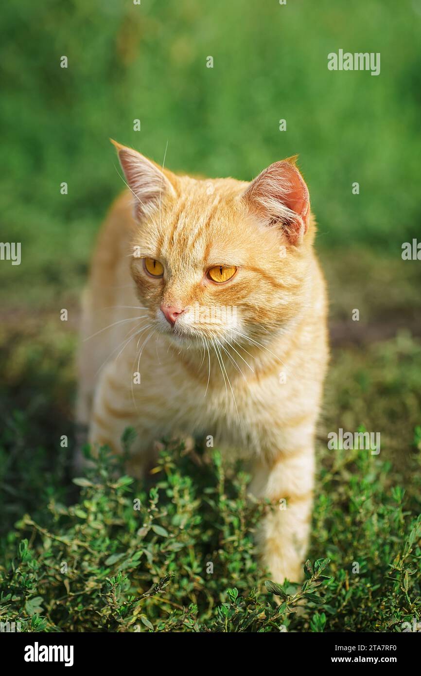 Abandoned street cats, dirty poor homeless cats Stock Photo - Alamy