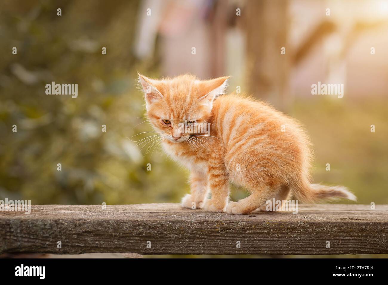 red Cat smelling a dandelion flower, kind green eyes, Little kitten ...