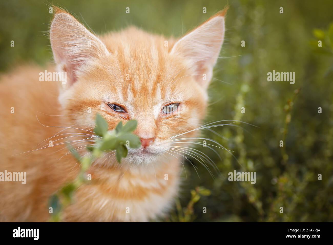red Cat smelling a dandelion flower, kind green eyes, Little kitten ...