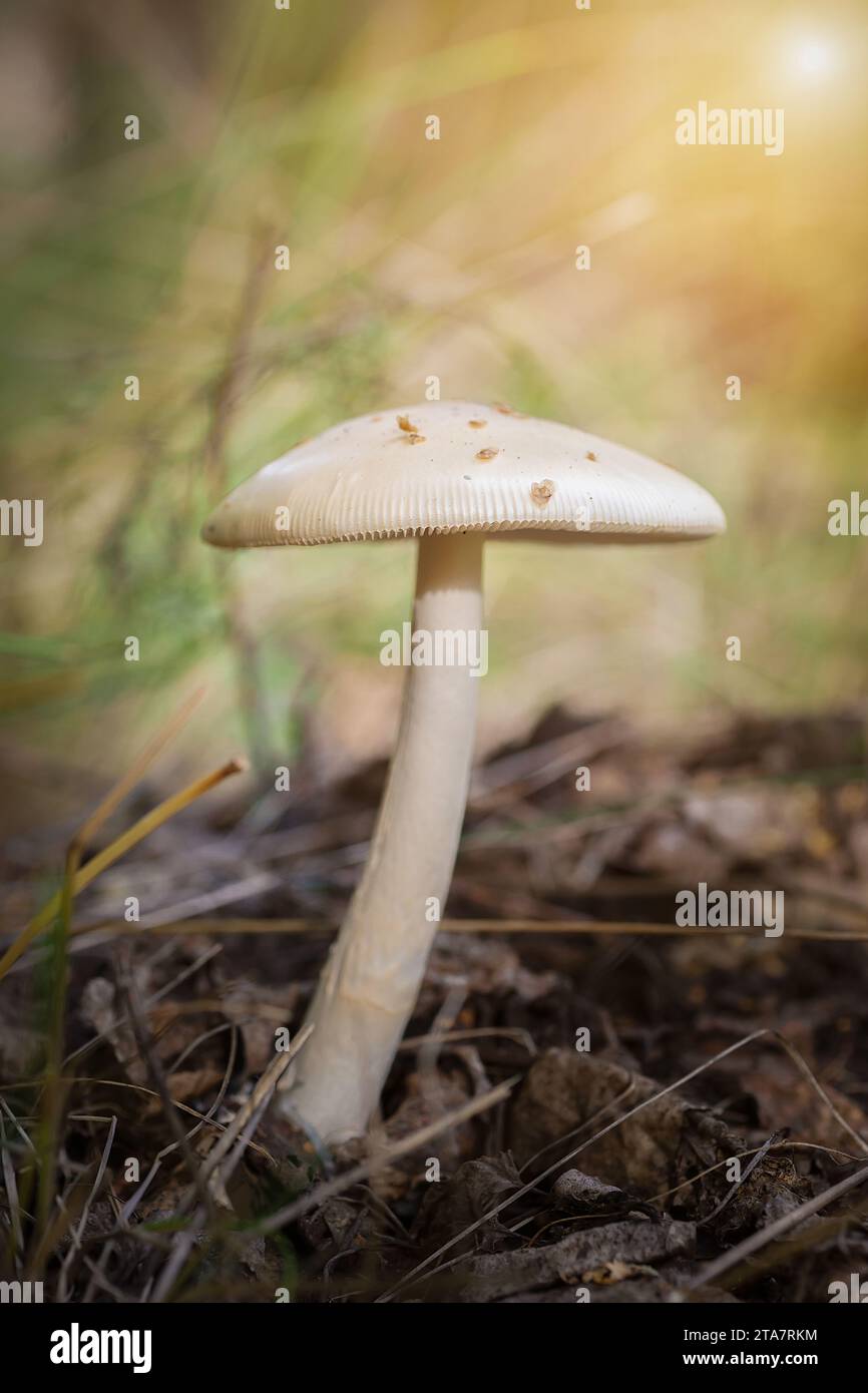 Amanita phalloides or Deathcaps highly poison's mushrooms growing ...