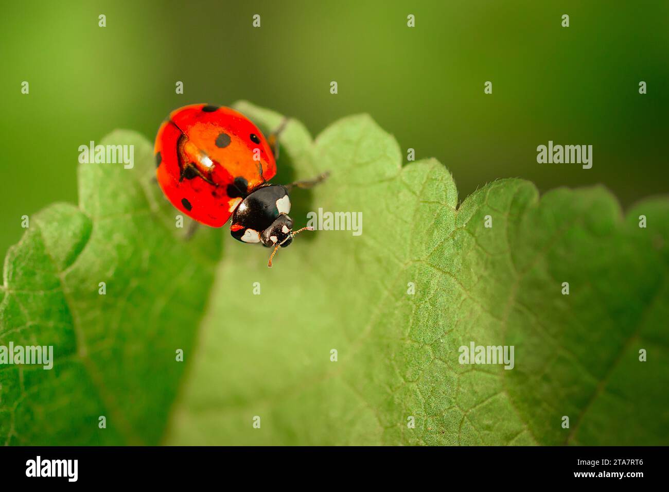 Coccinellidae is a widespread, Ladybird beetle, ladybugs. red beetle ...