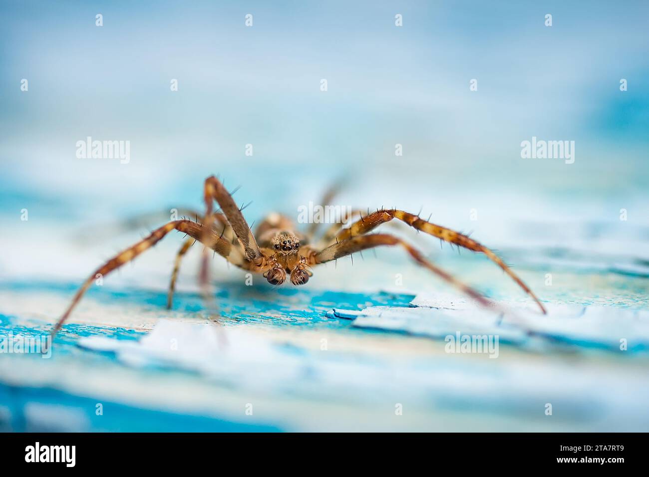 Predator of other spiders hi-res stock photography and images - Alamy