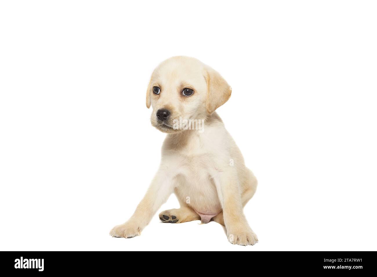 Beautiful yellow labrador puppy sitting on a white background Stock ...