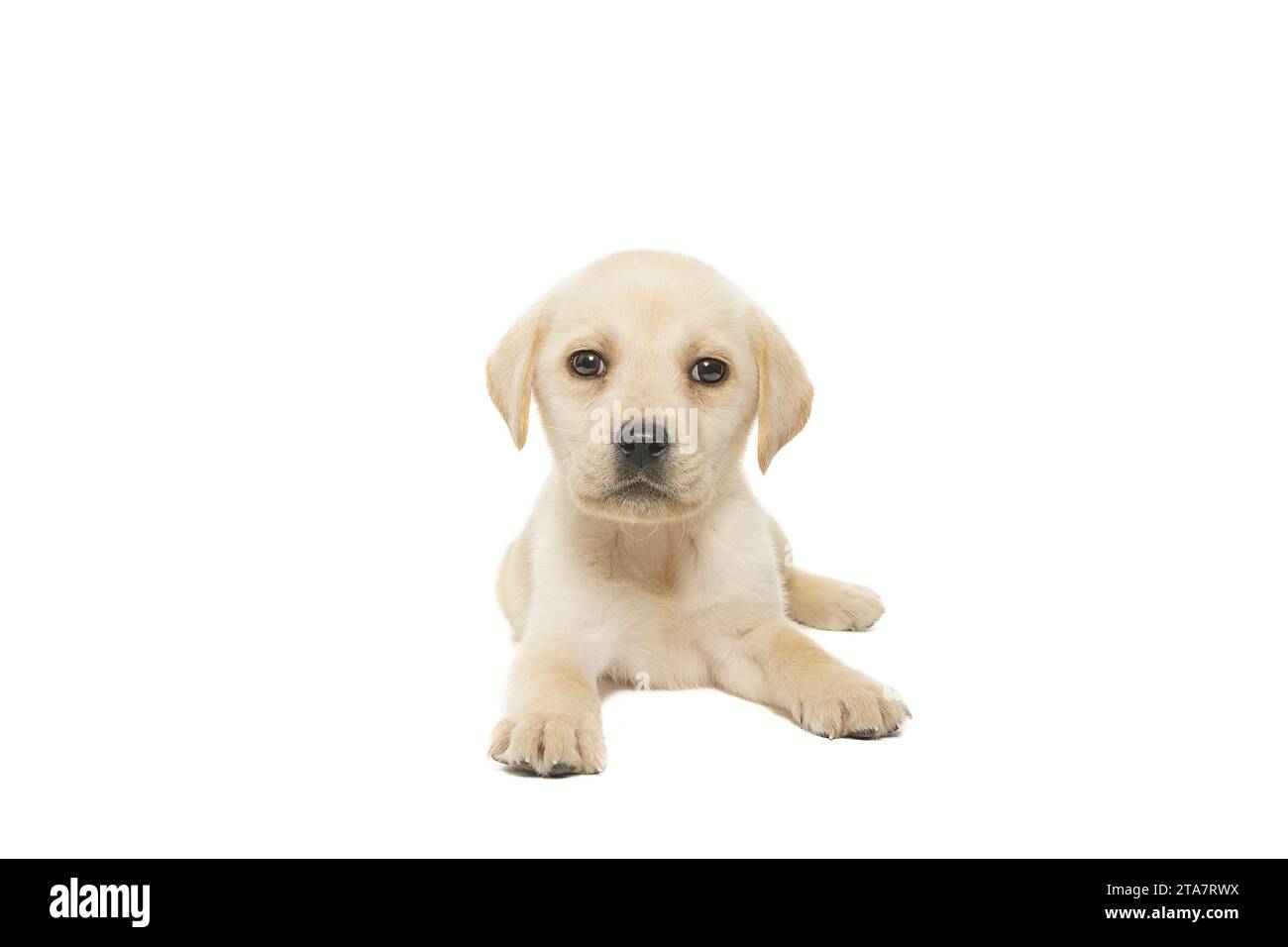 Beautiful yellow labrador puppy sitting on a white background Stock ...