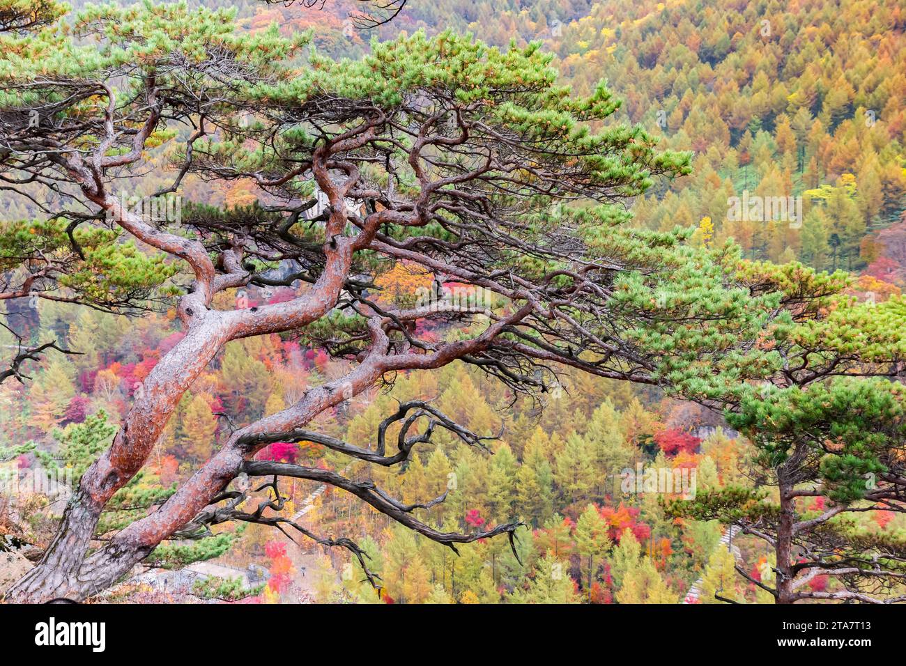 Fenghuang ding hi-res stock photography and images - Alamy