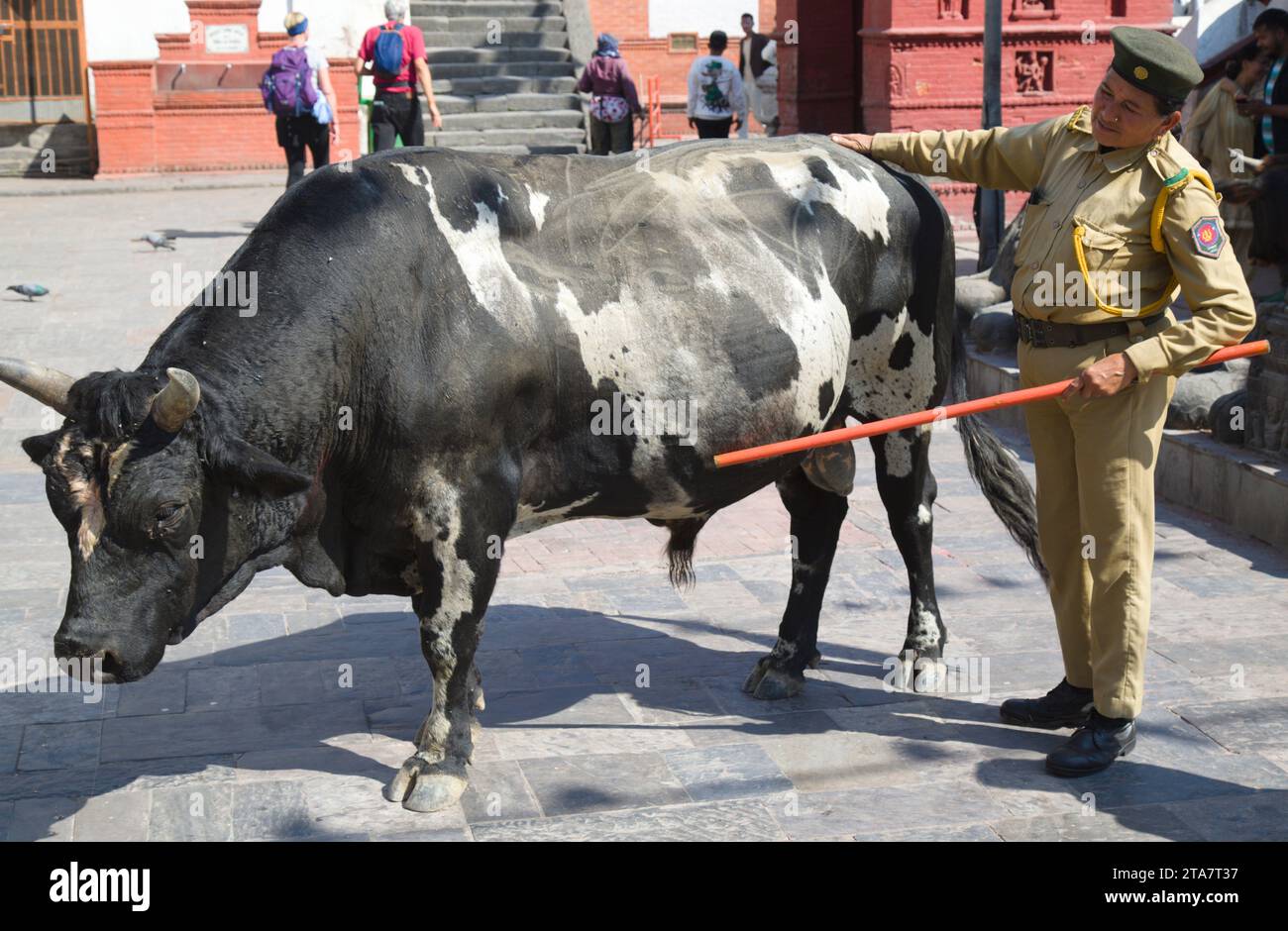 Pashupatinath temple kathmandu bull hi-res stock photography and images ...
