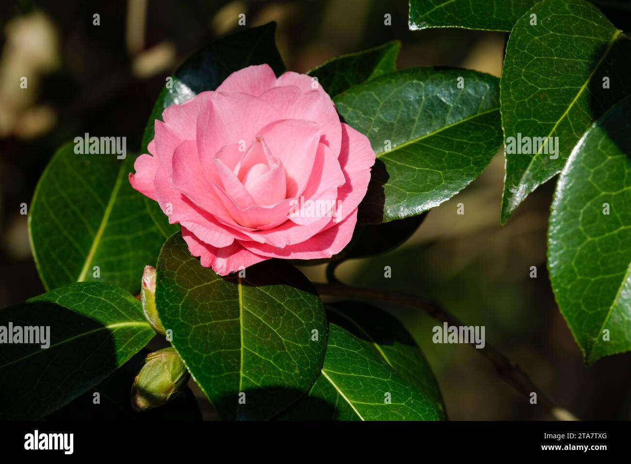 Joe nuccio hi-res stock photography and images - Alamy