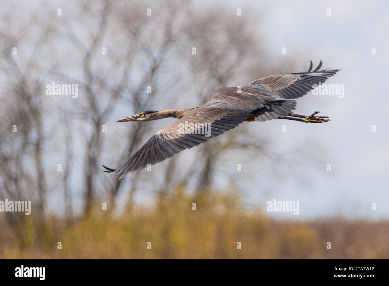 Closeup side view of Great Blue Heron flying with spread wings in ...