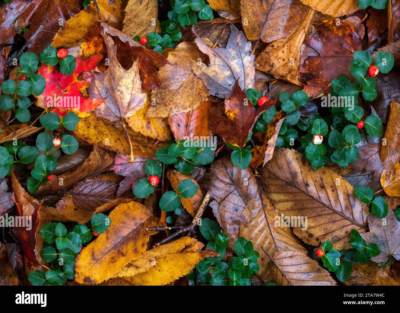 Partrigeberry hi-res stock photography and images - Alamy